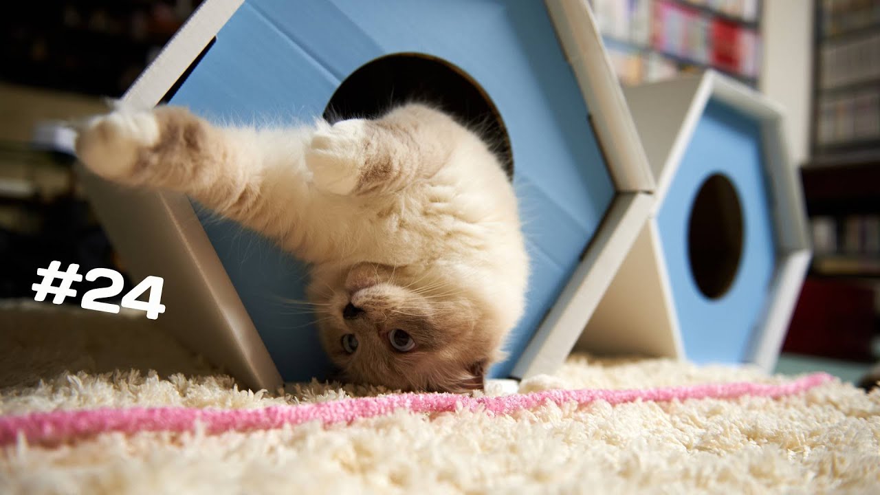 CATS you will remember FOREVER! - Cats Compilation #24 - YouTube