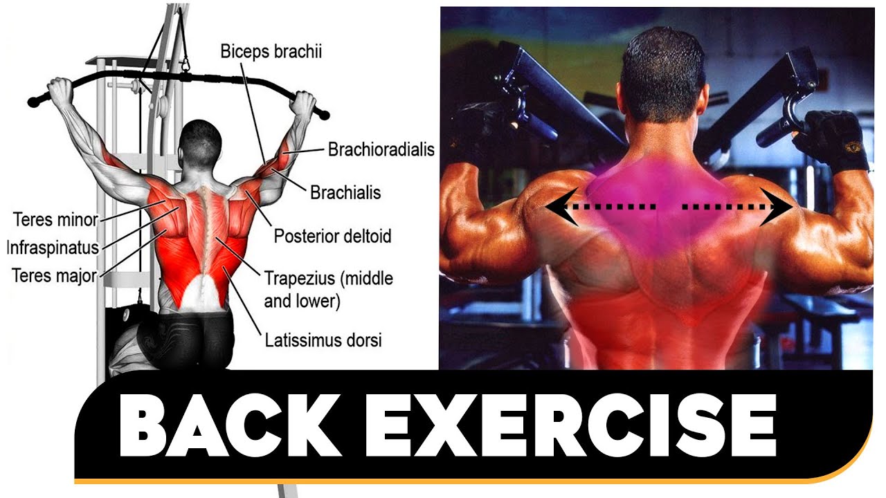 8 Exercises To Build A Big Back | How to Build a Big Back - Yoyo ...