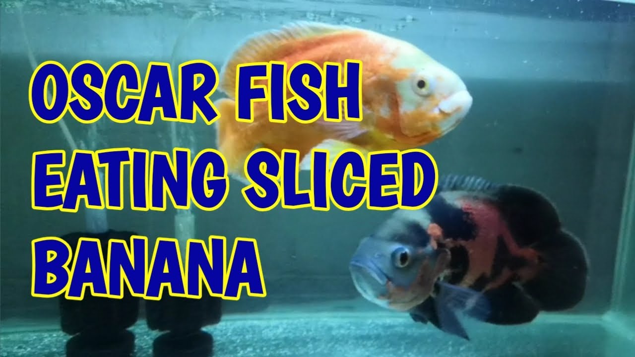 OSCAR FISH EATING SLICED BANANA || ALLAN SOLETA - YouTube
