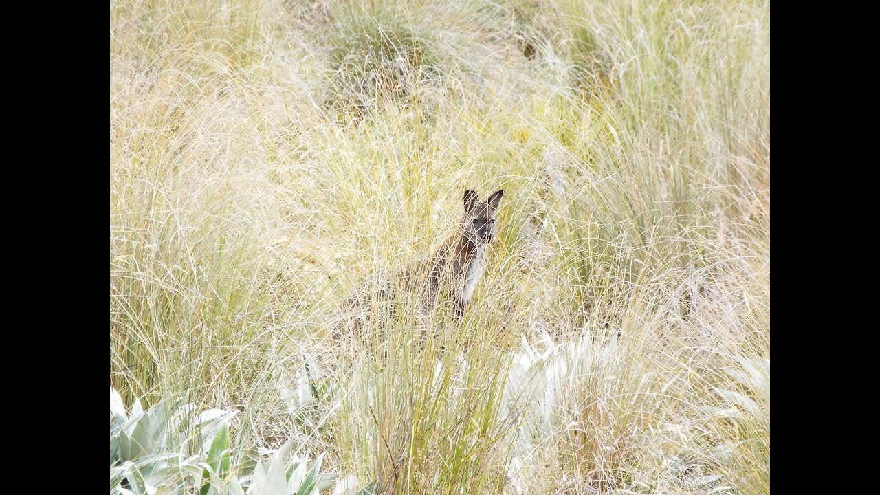 Varmint Wallaby Hunting in New Zealand - YouTube