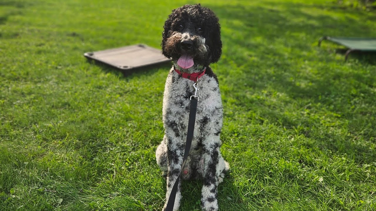 Chewie's Final Video / 5 Year Old Labradoodle - YouTube