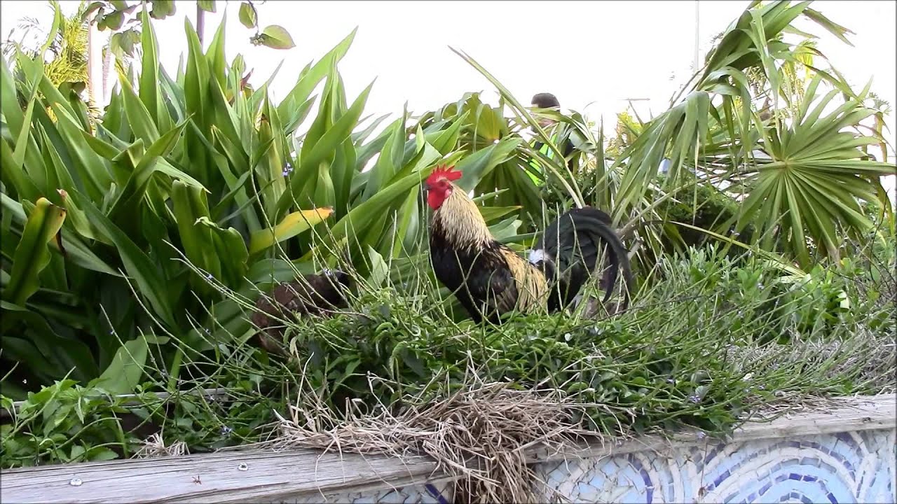 Chickens at Key West, Ragnar Florida Keys - YouTube