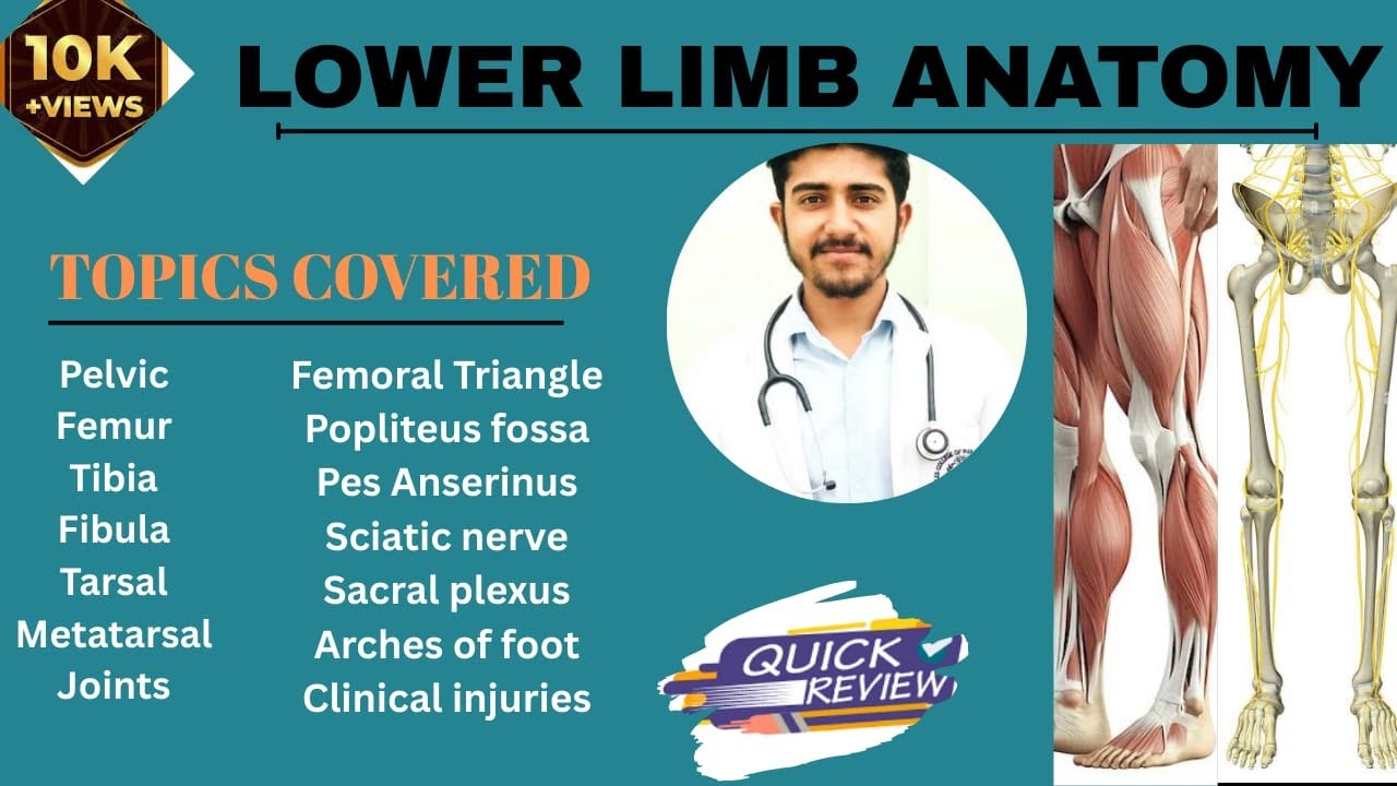 Lower Limb Anatomy l Lower limb bones l Lower limb Muscles l Arches of ...