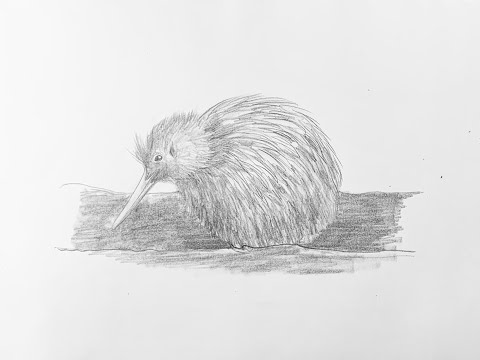 Beginners - How to draw a kiwi bird step-by-step