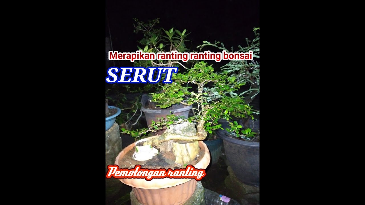MERAPIKAN RANTING RANTING BONSAI SERUT - YouTube