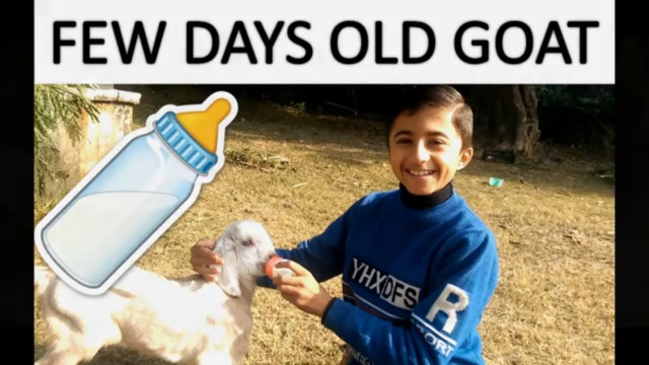 Most Funny and Cute Baby Goat Videos Compilation (2020) - YouTube