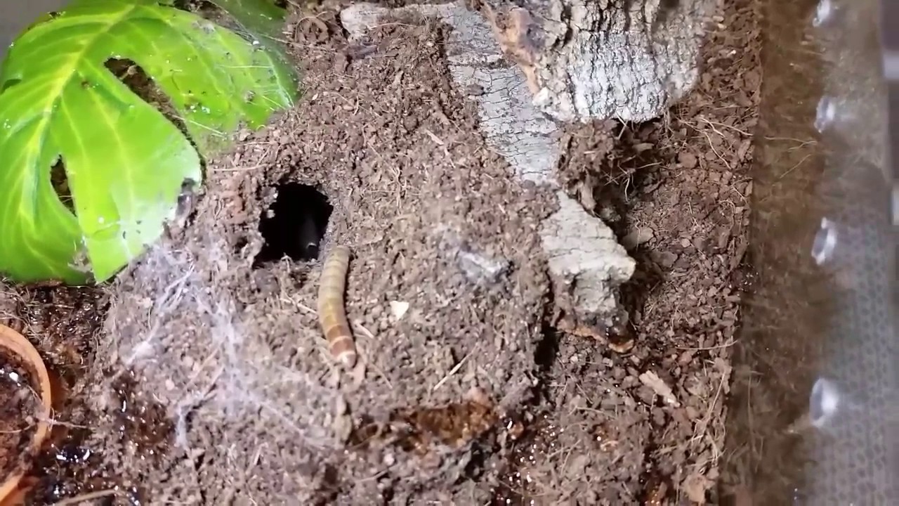 Orphnaecus sp panay blue comes out for a treat - YouTube