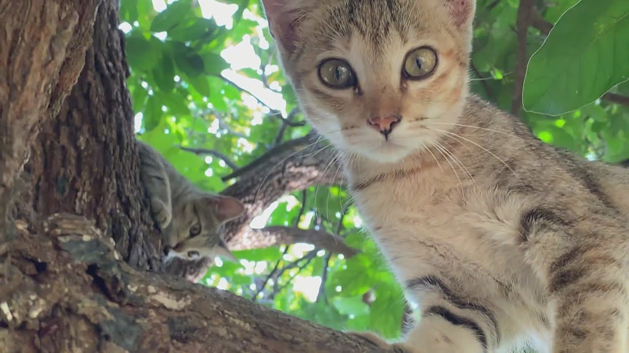 PoPo cat runs up a tree to escape something. - YouTube