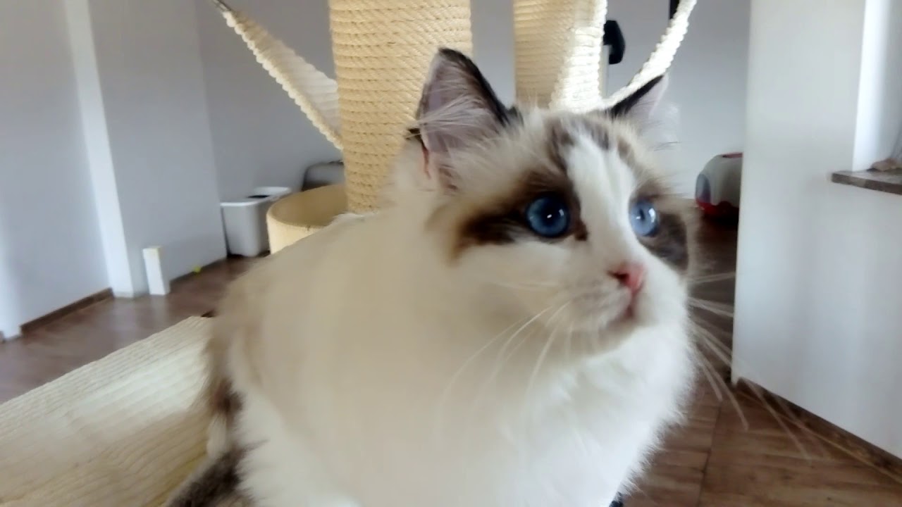 YAMAYA Sali Cat*PL - ach te oczy ... - YouTube