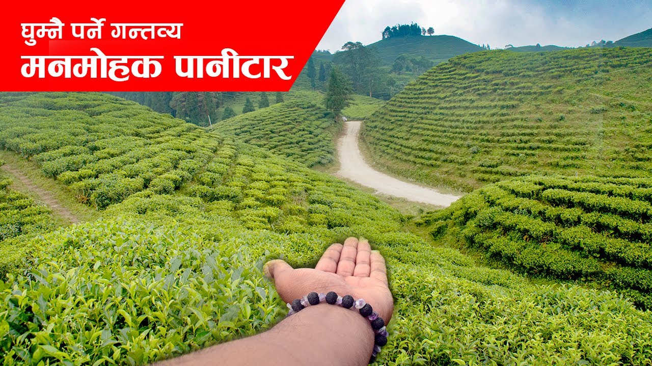 Panitar, Ilam । पानीटार, इलाम । Tea plantations in Ilam, Nepal - YouTube