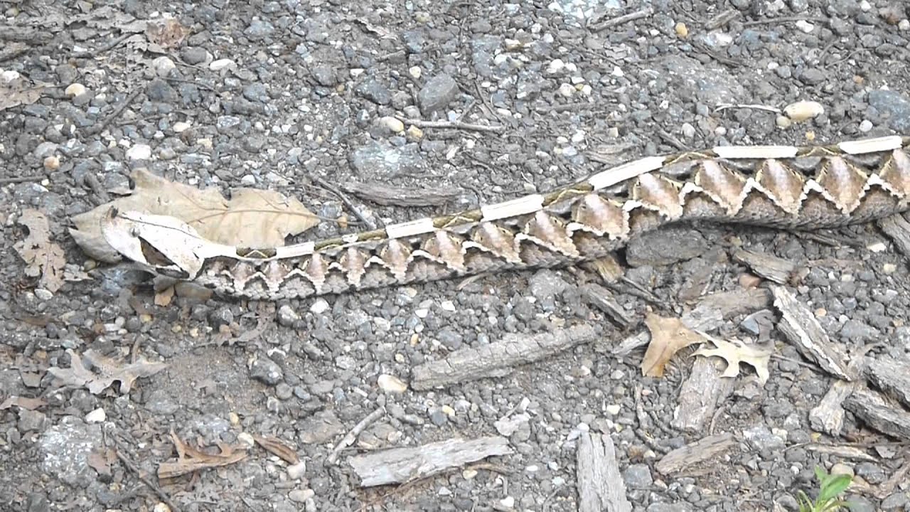 Gaboon Viper Handling LM - YouTube
