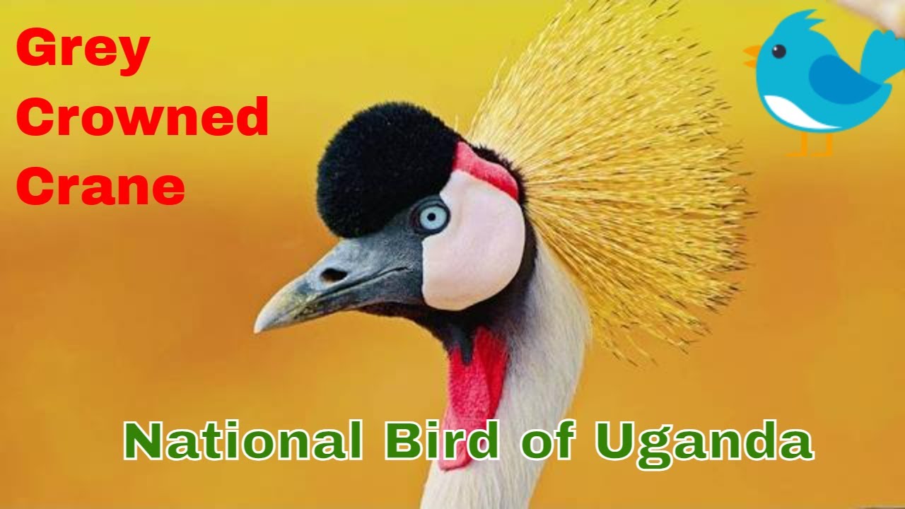 Discover the Majesty of the Grey Crowned Crane: Uganda's National Bird ...