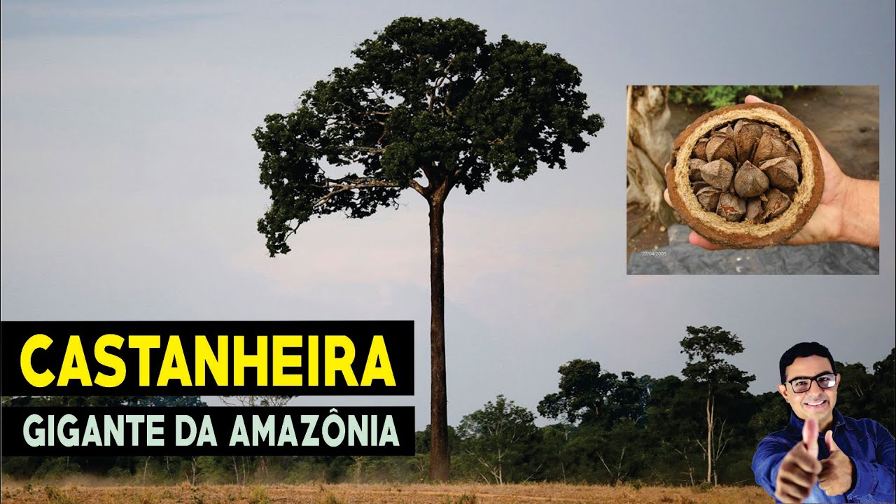 Castanheira, uma das maiores árvores do Amazonas. - YouTube