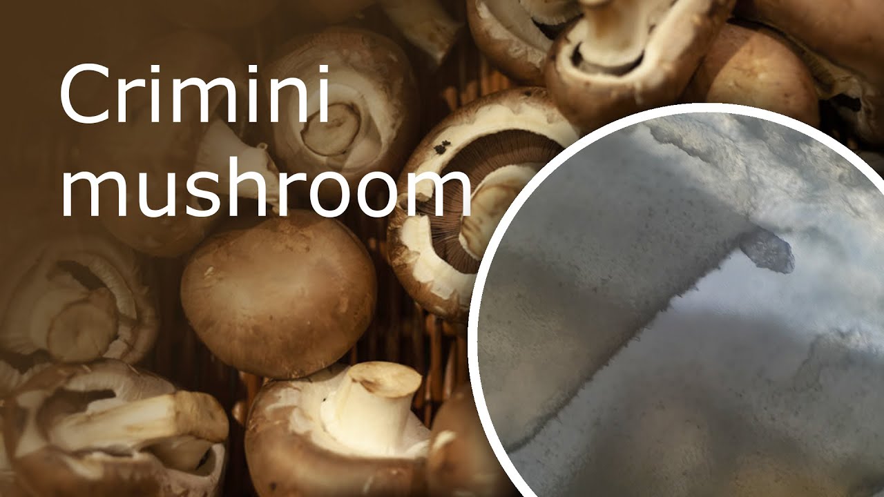 Crimini Mushroom (Agaricus Bisporus) Under a Microscope: Stem Cross ...
