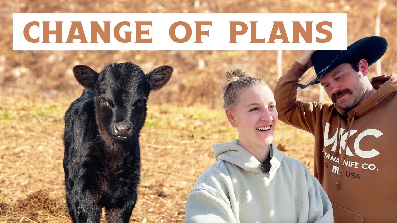 Highland and Dexter Cattle : Rescue on the Ranch - YouTube