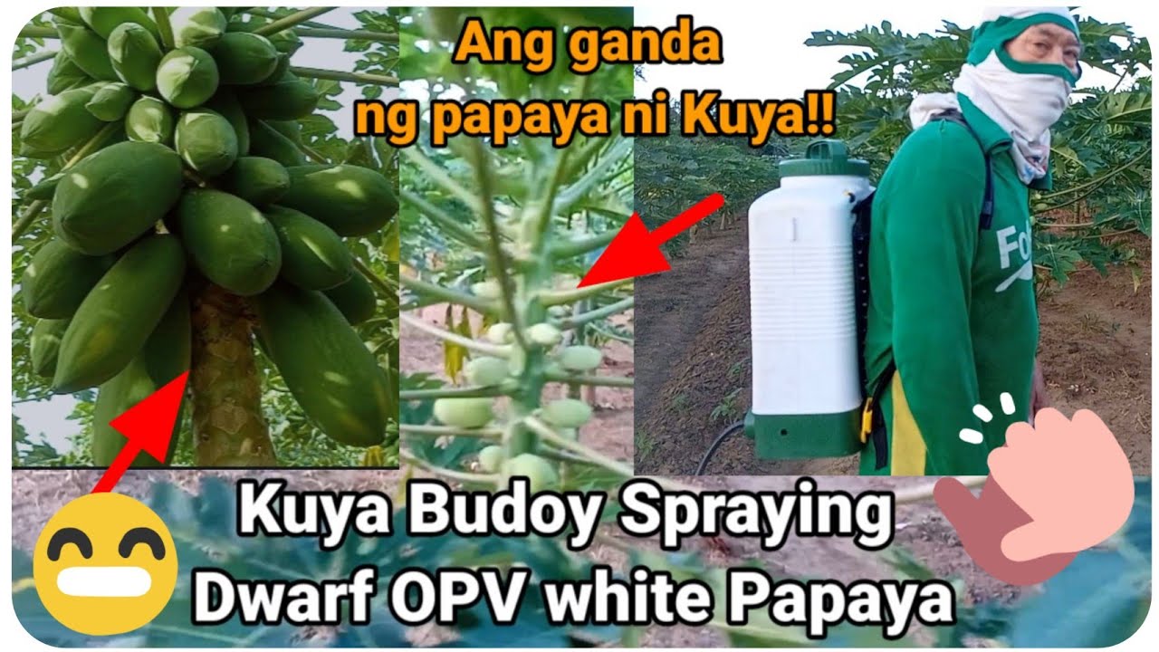 『Kuya Budoy Spraying Dwarf OPV white Papaya』〘Paano kaya pinaganda ito?〙 - YouTube