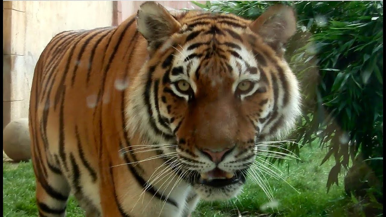 Gorillas - Sibirischer Tiger Alexa - Chinesischer Leopard Julius - Zoo ...