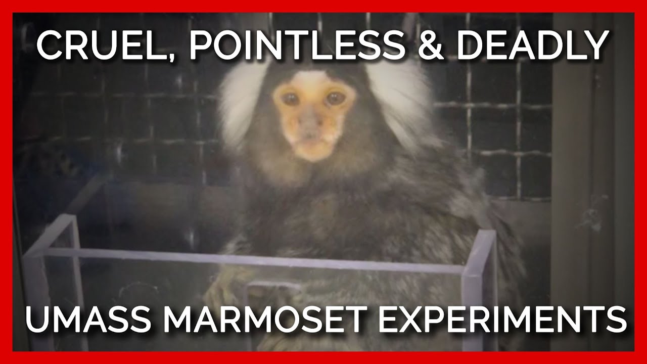 Cruel, Pointless, and Deadly: Experiments on Marmosets at the ...