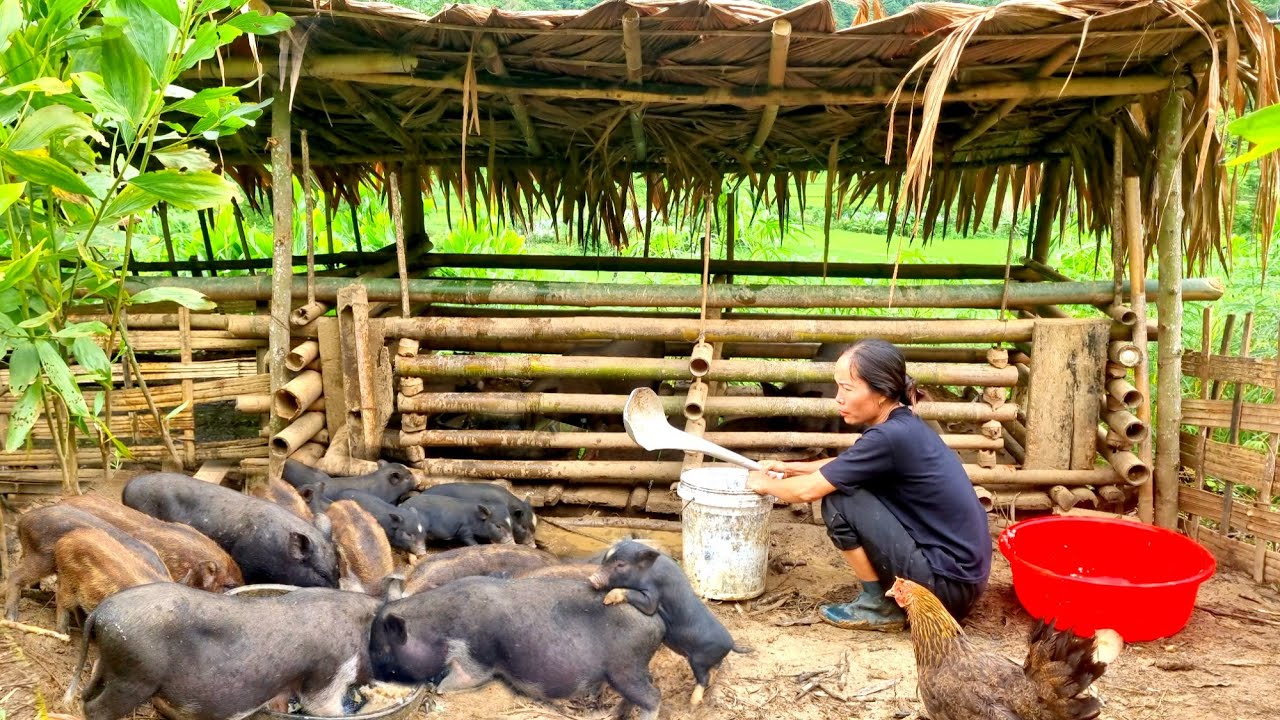 Build a pig farm - move chickens to a new farm, piglets eat a lot and ...