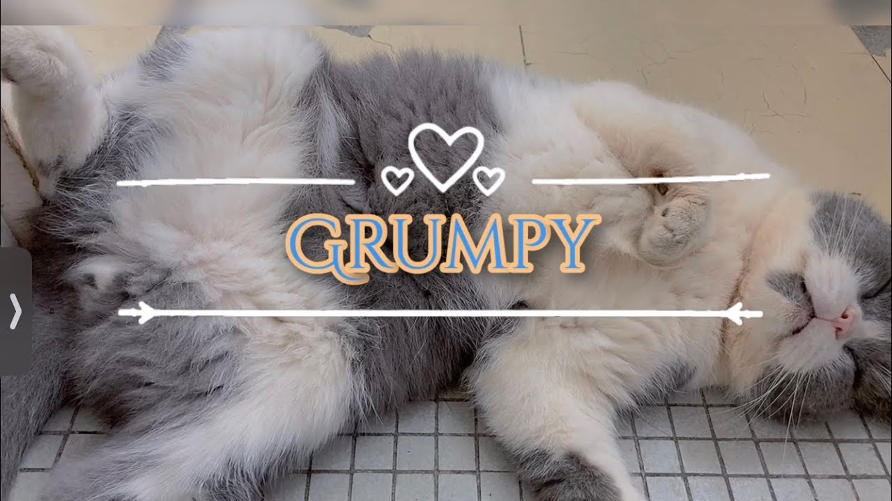 When Grumpy is being grumpy 😾 - YouTube