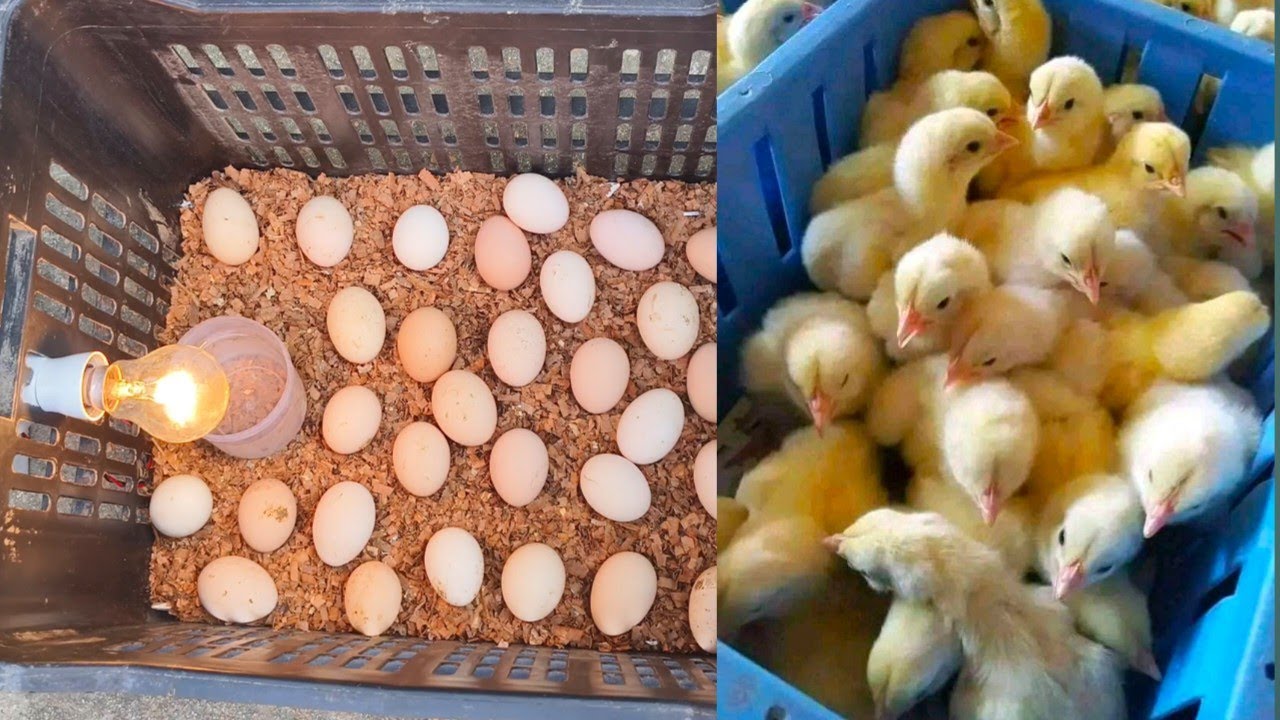 How to make a home incubator simple and easy // Incubator for chicken ...