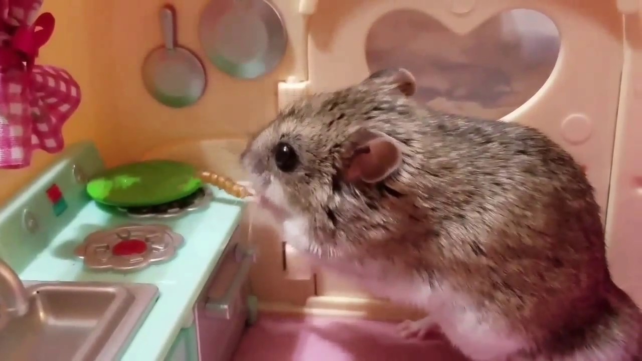 Happy Hamsters Doing Funny Things Mashup - YouTube