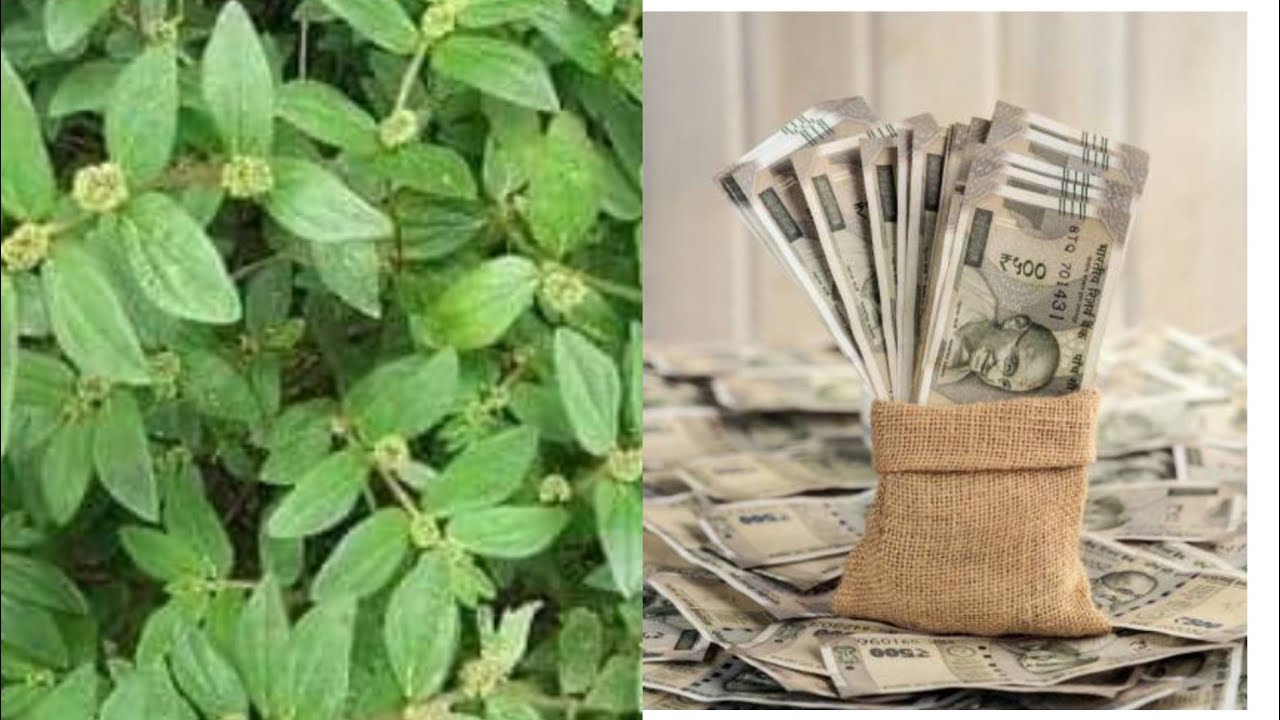 The leaf 🍀 of double favor and double good luck ewe Emile powerful for ...