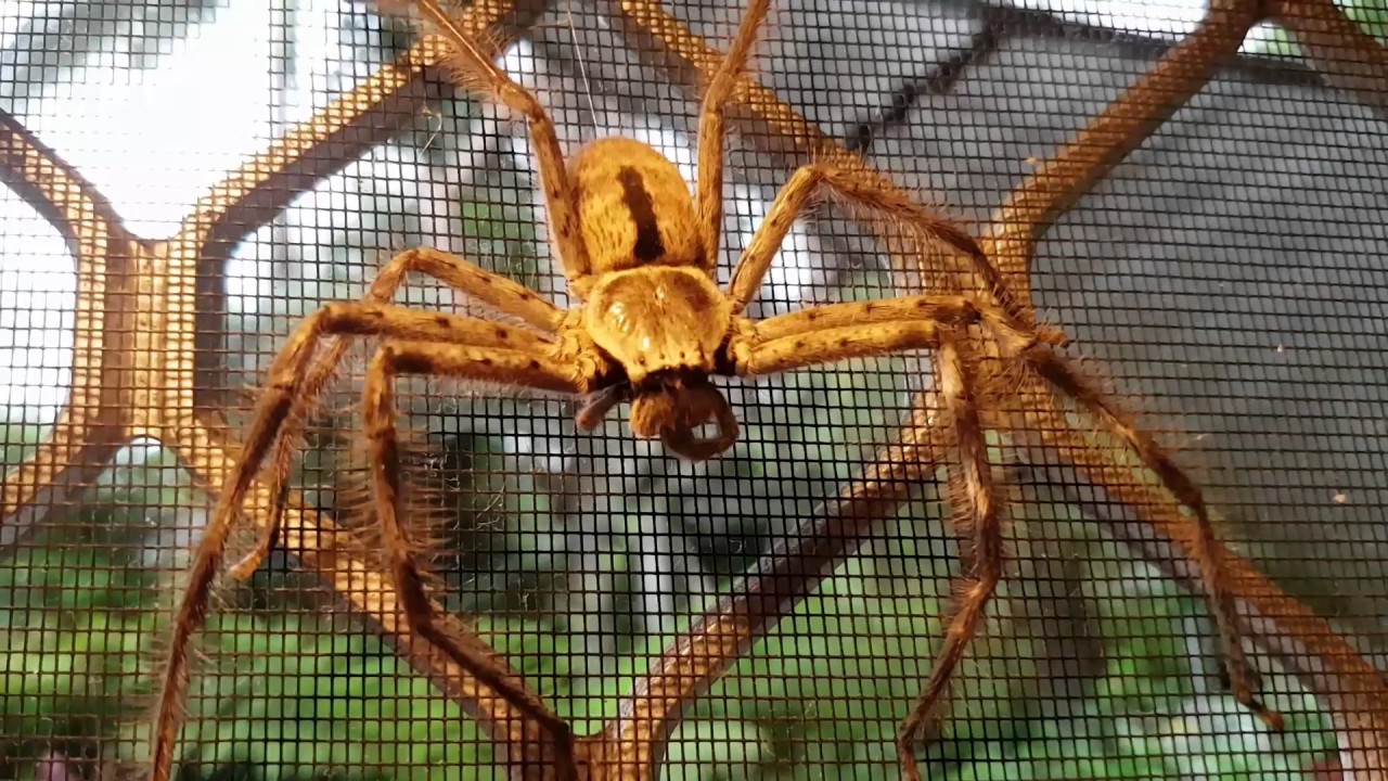 huntsman grooms its fangs - YouTube