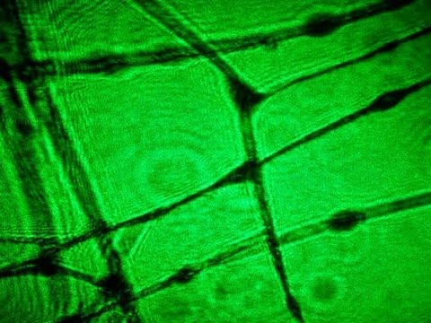 Laser pointer microscope diy - watching little creatures - YouTube