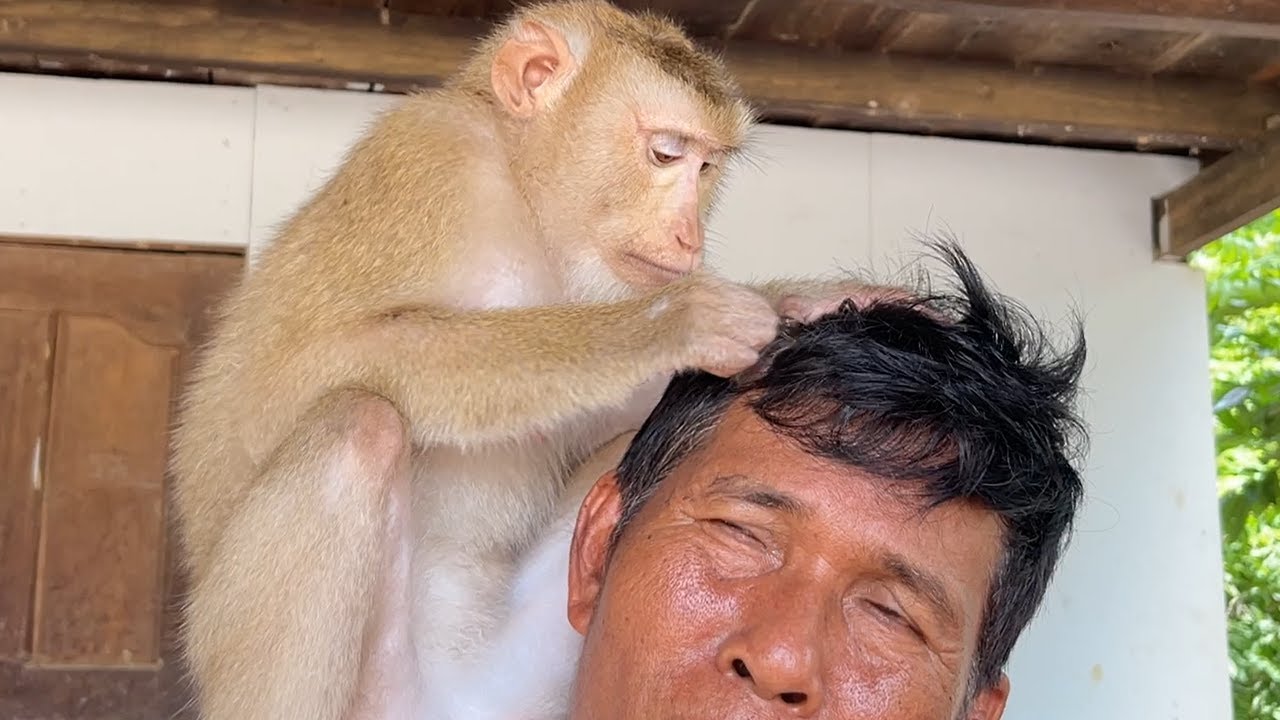 ASMR Monkey Grooming| Skin Care Zueii Monkey Remove Grandpa Dandruff ...