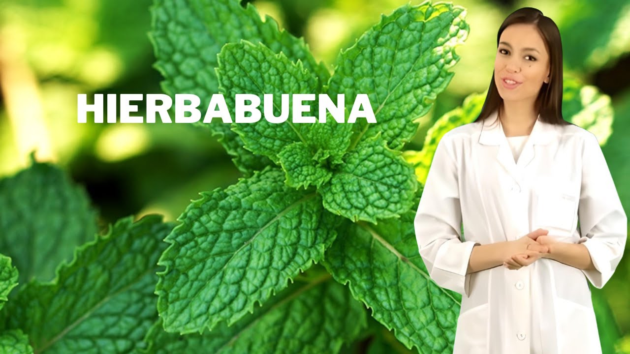 Guía HIERBABUENA (Yerbabuena) planta medicinal, hierbabuena para qué ...