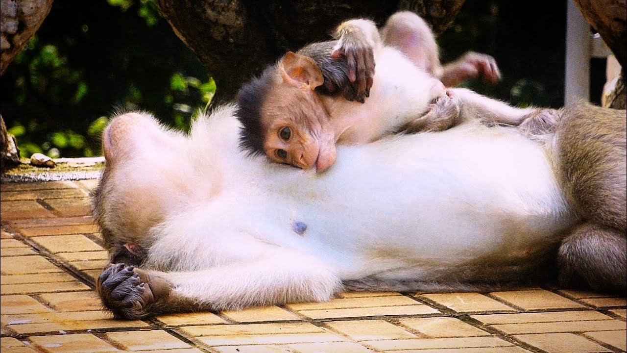 The Sweet Nap.The Baby Monkey Embrace |Adorable monkey Moments. - YouTube