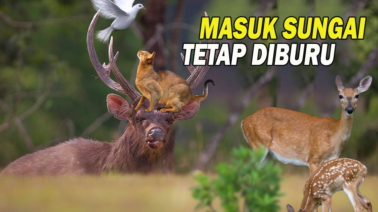 Paling BRUT4L Perburuan RUSA Di ALAM LIAR - YouTube