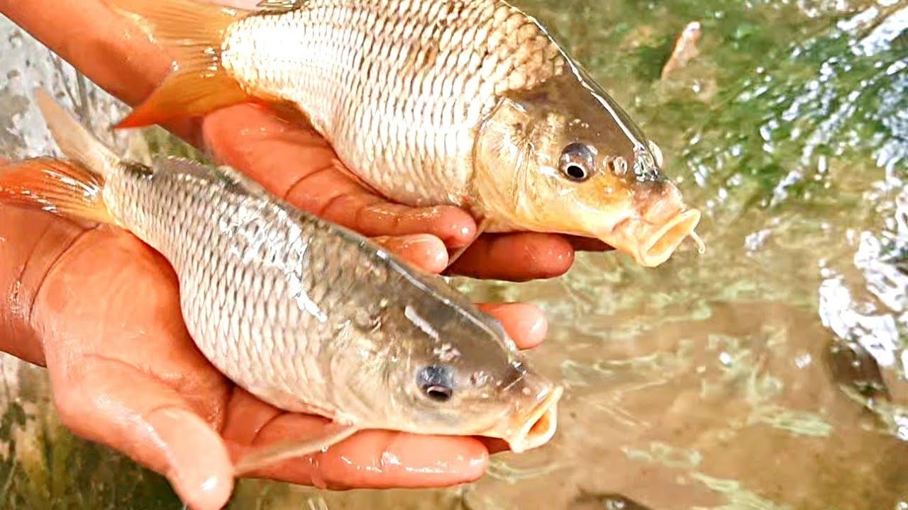 Gulsha fish feed, cat fish feed,deshi shing fish farming,deshi fish ...