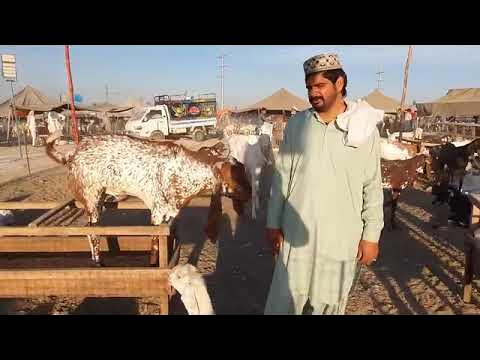 Bata Chowk mandi - YouTube