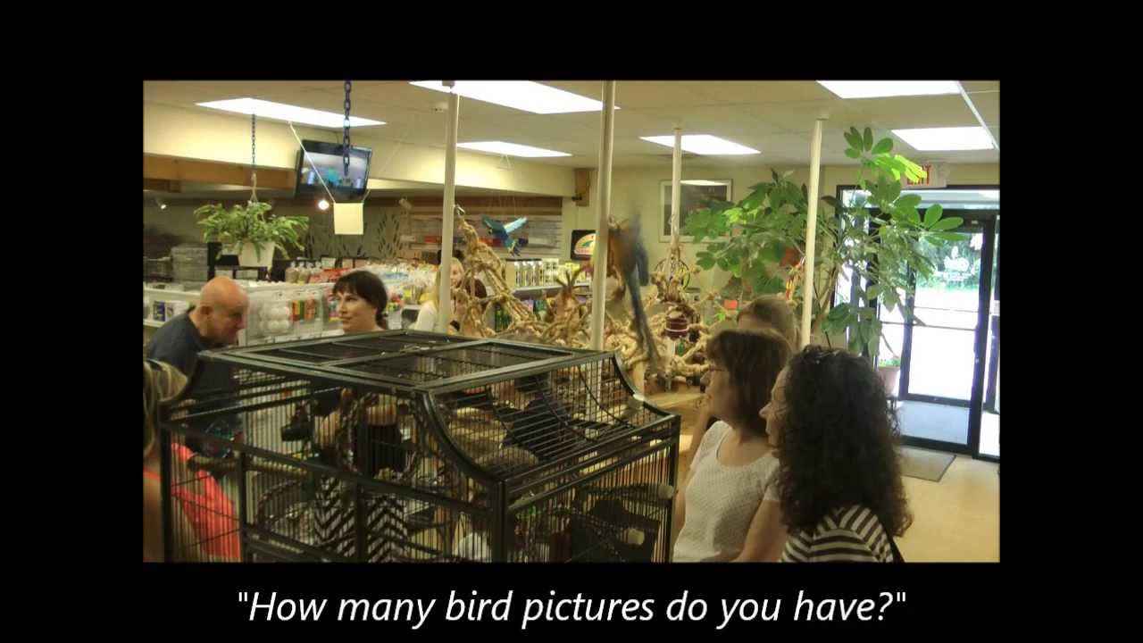 Disco the Parakeet "Meet & Greet" - YouTube