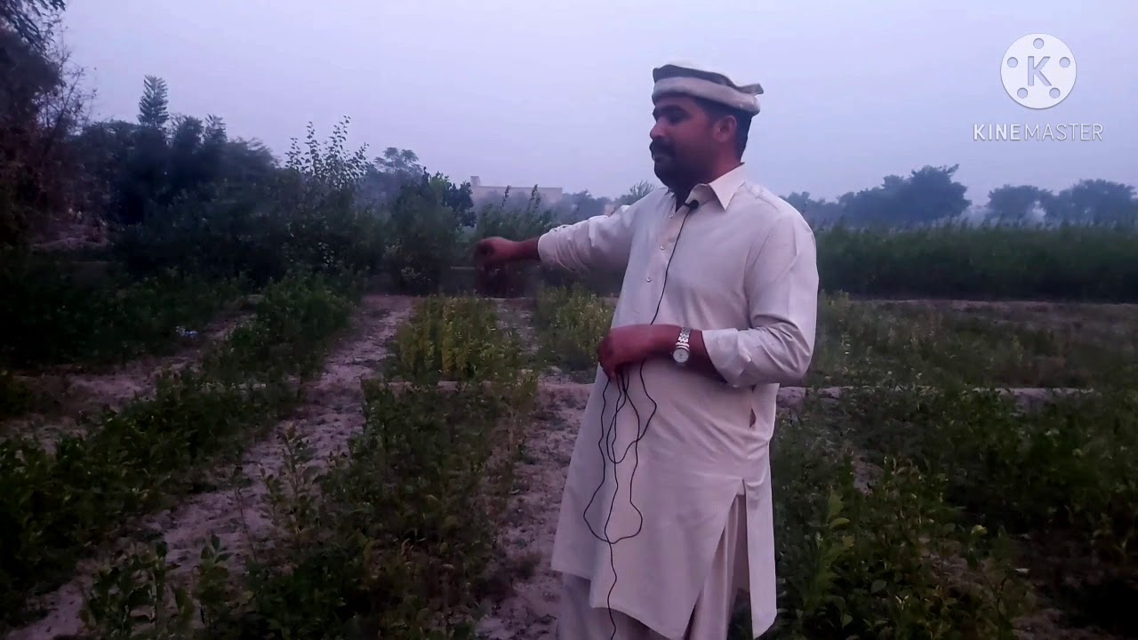 kinnow farming in pakistan | orange farming | how to Raise nursery for ...