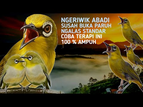 🔴  LIVE Terapi + Pancingan Pleci Supaya Gacor Buka Paruh Nembak Dan Nagen Saat Digantangkan