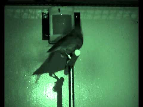 Understanding the biological clocks that determine when birds migrate and reproduce