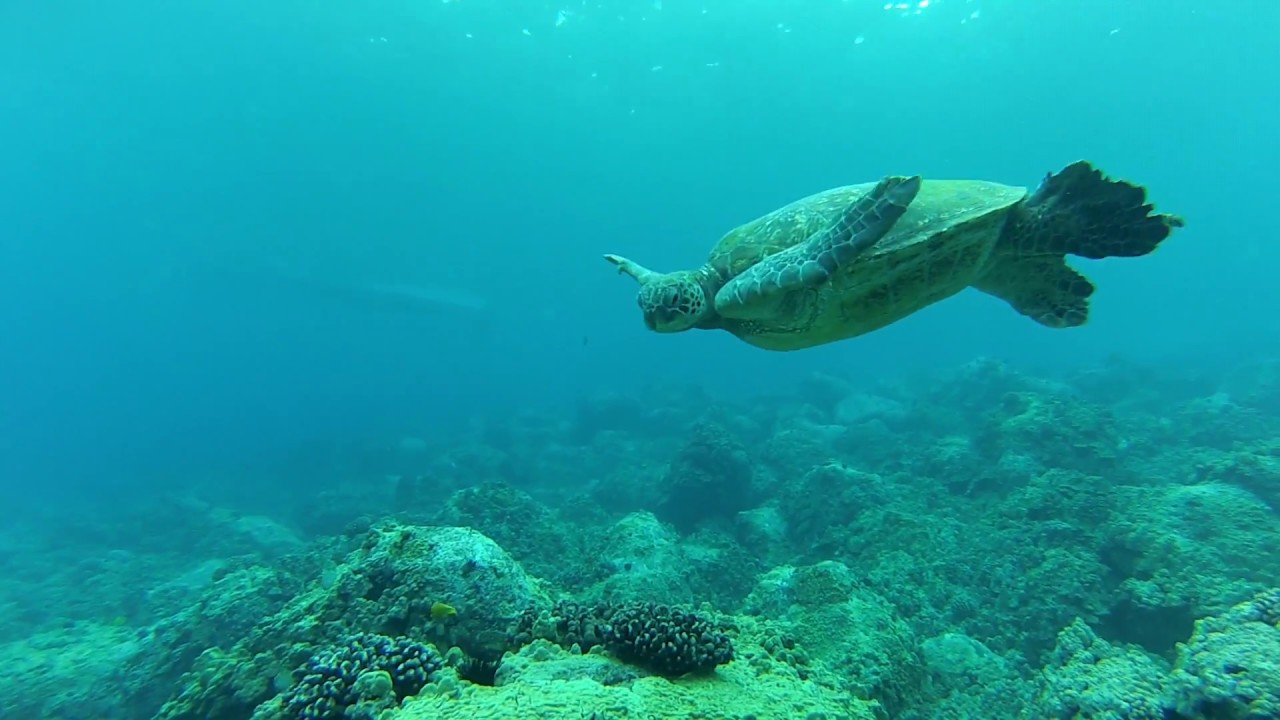 Cool Sea Turtle High Fives Steve - YouTube