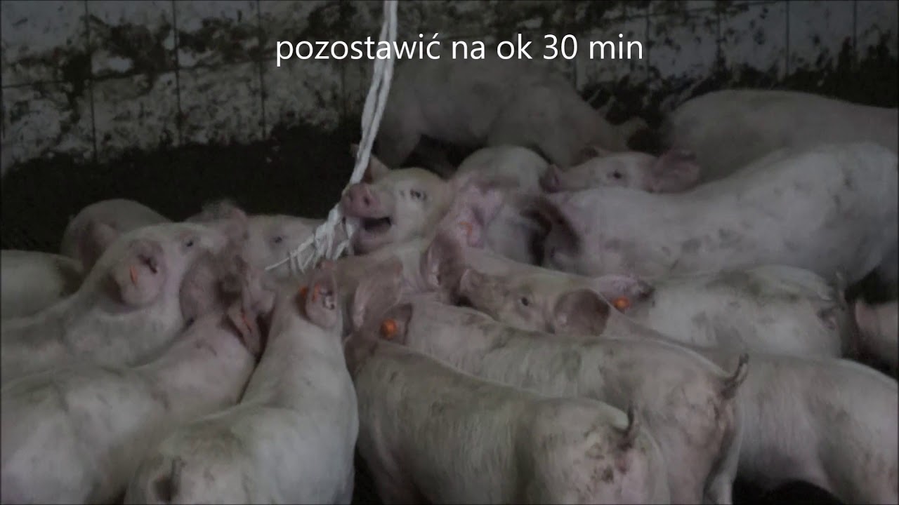 BASKO Oral Fluid Collection Kit - zestaw do pobierania śliny od świń ...