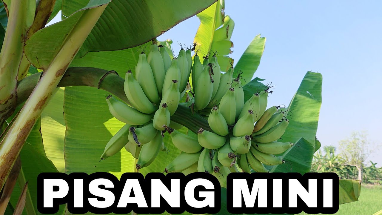 Pisang Mini Namanya Pisang apa? - YouTube