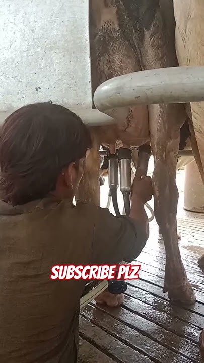 milking of hf cow | highest milking cow #dairyfarming - YouTube