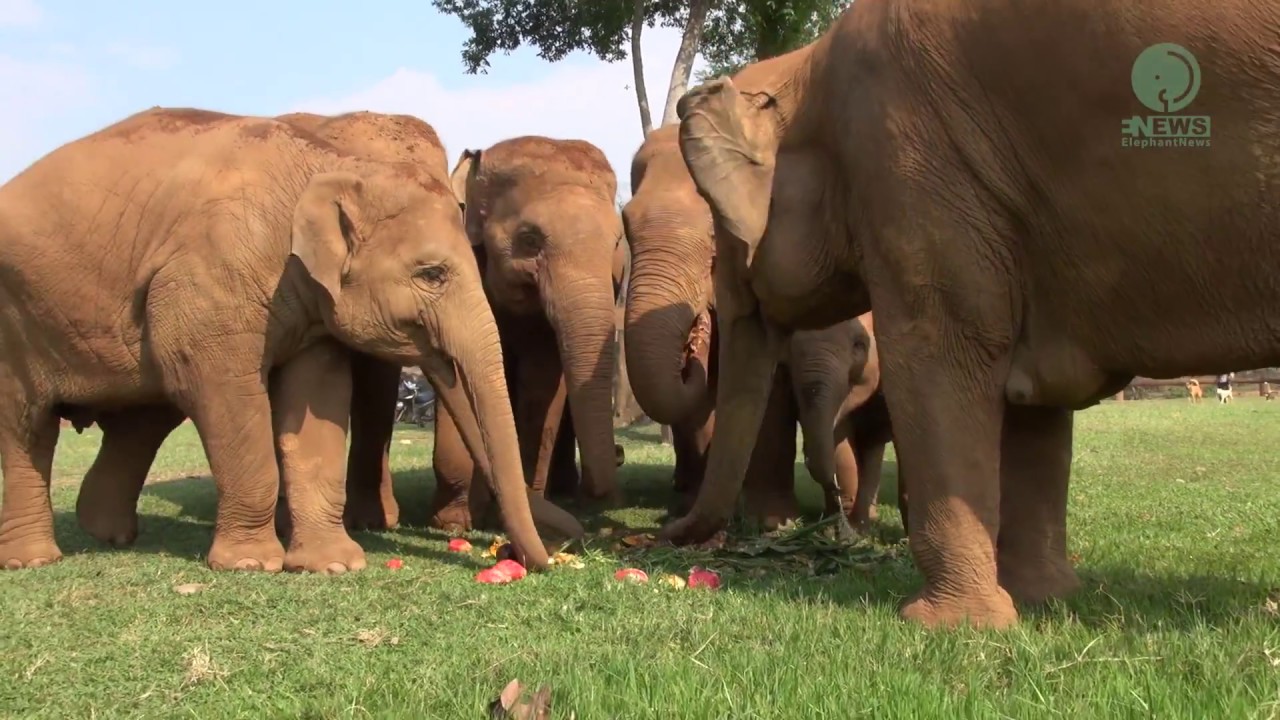 9 years old Elephant enjoy eating her birthday cake with Volunteers ...