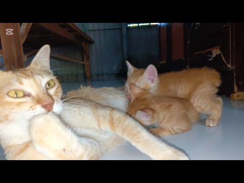 Mother cat breastfeeding her baby.