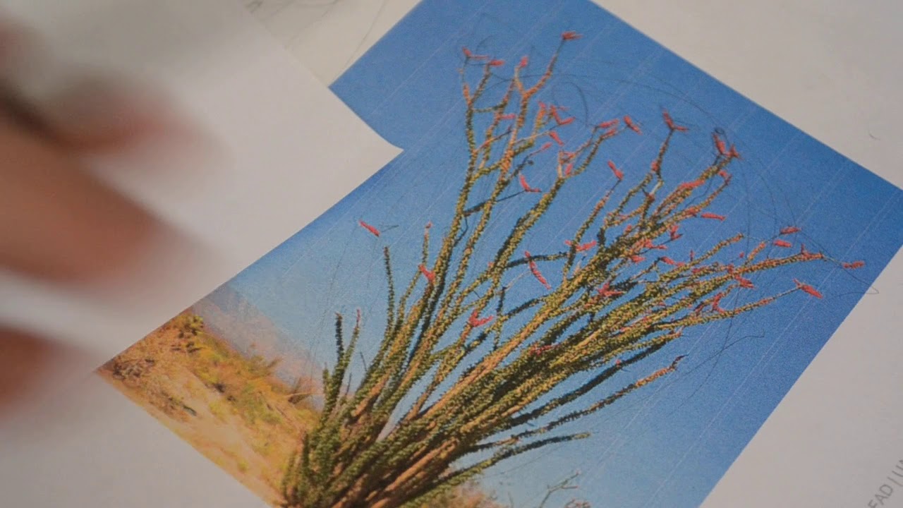 Dibujo Ocotillo parte 1 - YouTube