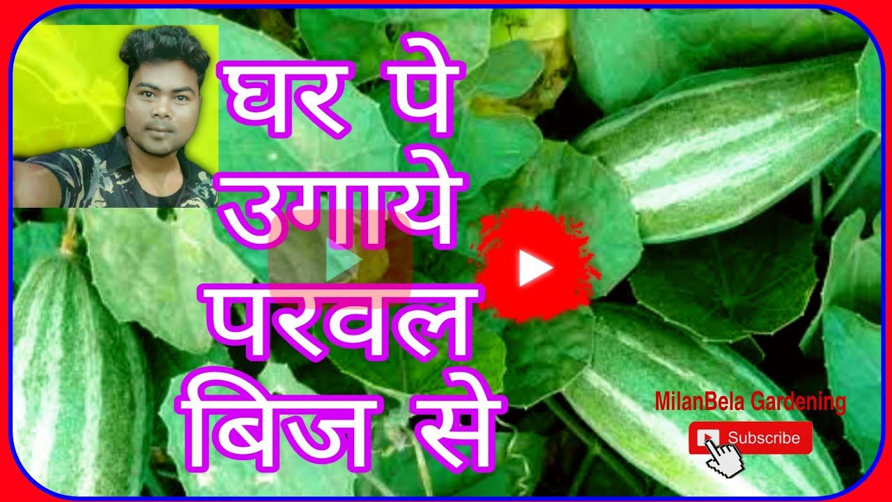 How To Grow Pointed Gourd (Parwal) From Seed | परवल के पोधें को बीज से ...