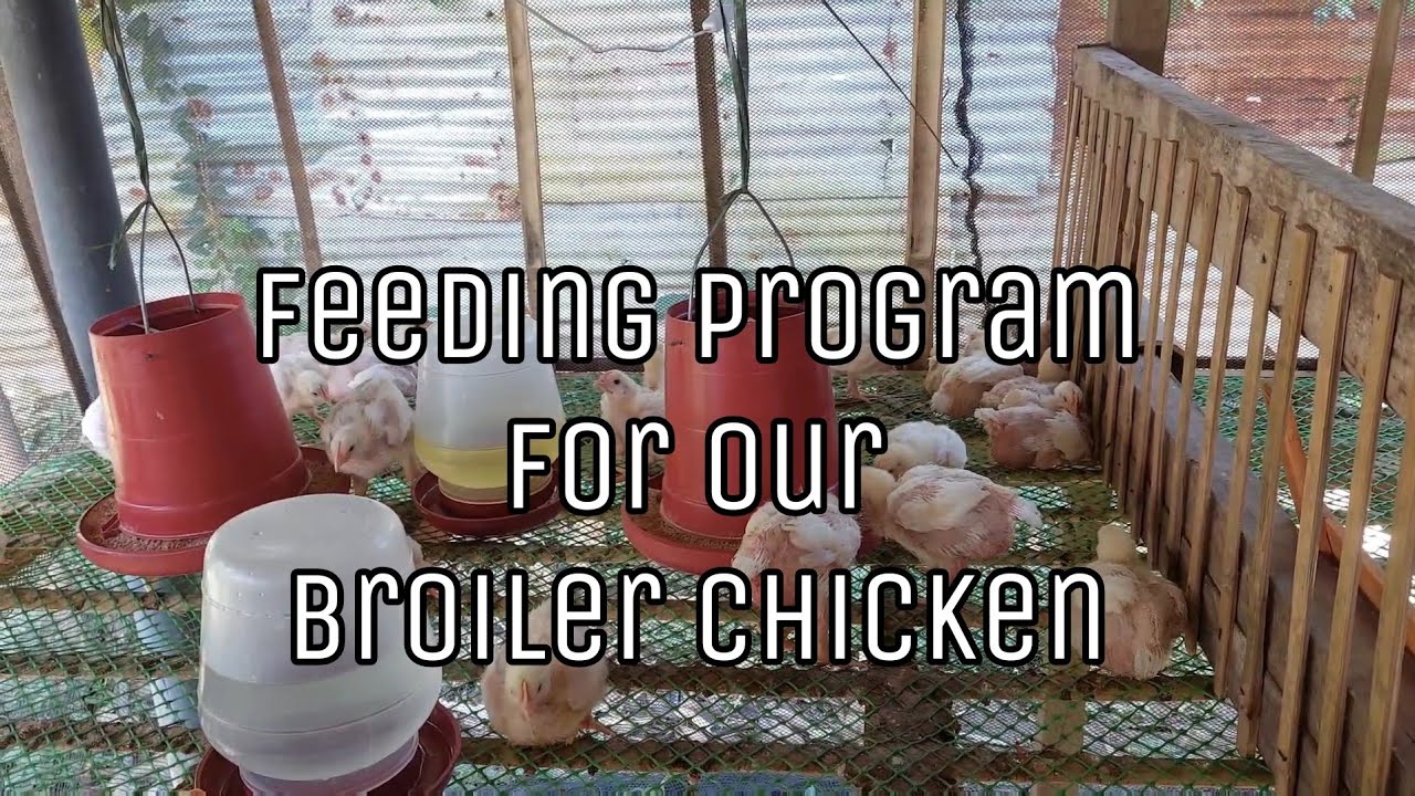 Episode 3 Feeding transition for our broiler chicken (How to ...