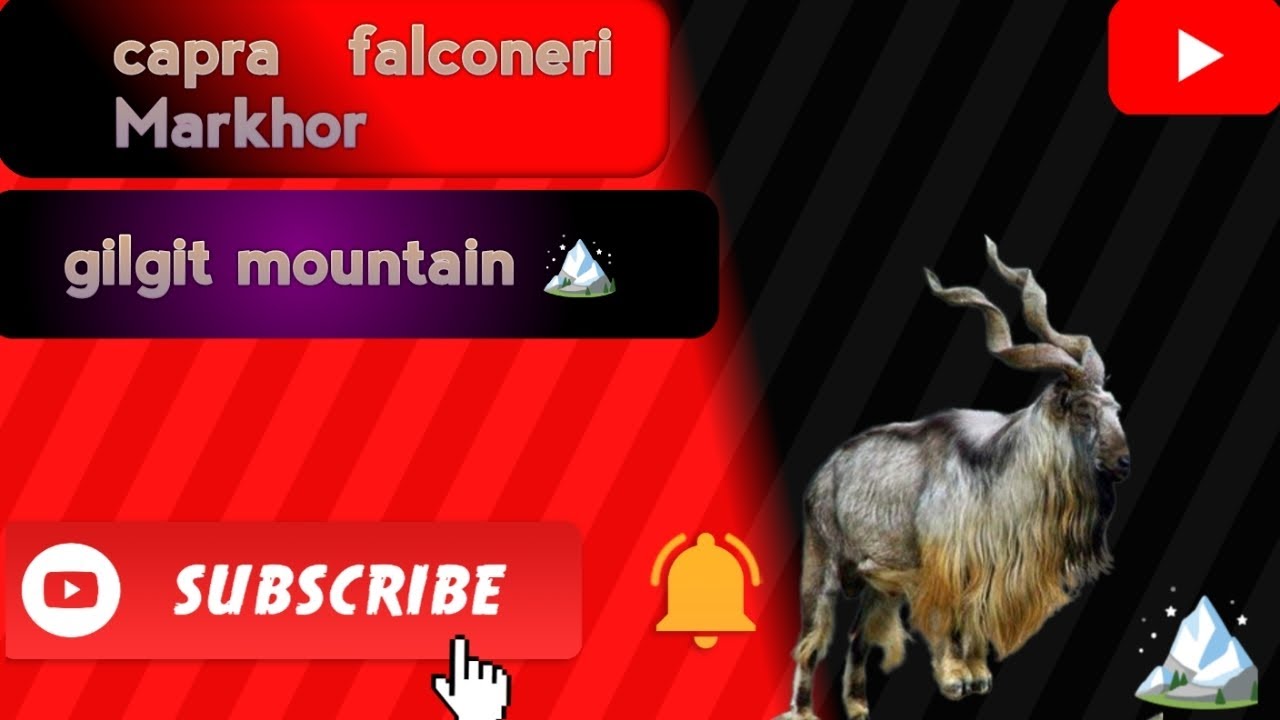 capra falconeri heptneri Markhor in gilgit - YouTube