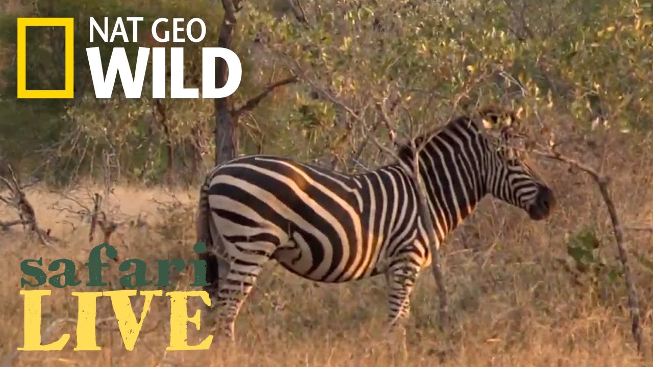 Safari Live - Day 171 | Nat Geo Wild - YouTube